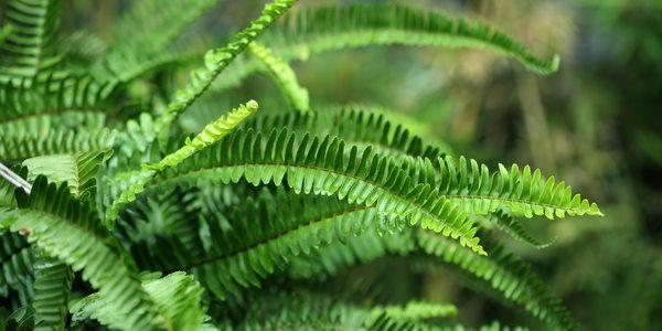 Samambaia: Tipos, Caraterísticas e Como Cuidar. 10 Dicas! - greenMe