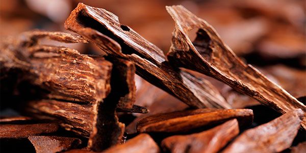 Sândalo, um cheiro bom para a alma e a saúde - greenMe