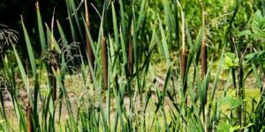 Taboa, uma planta comestível! Mas para que serve e quais são os ...