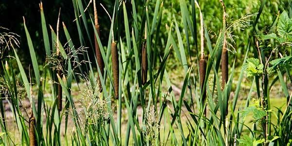 Taboa, uma planta comestível! Mas para que serve e quais são os ...