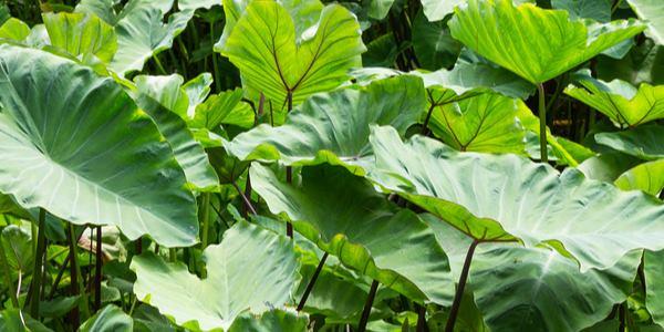 Taro, Inhame, Cará, Taioba-mansa, Taioba-brava e Tinhorão - você sabe ...