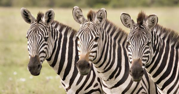 Zebra: muitas curiosidades sobre este animal encantador - greenMe