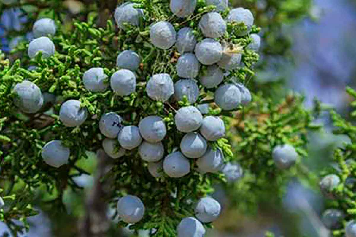 Zimbro (Juniper): como cultivá-lo em vasos e no jardim - greenMe