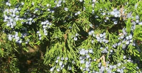 Zimbro → Benefícios e Como Usar - greenMe