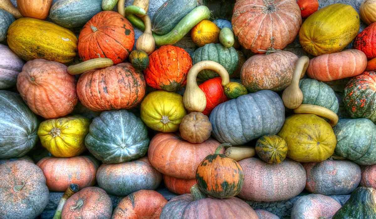 Abóbora: benefícios, usos medicinais, tipos e receitas - greenMe