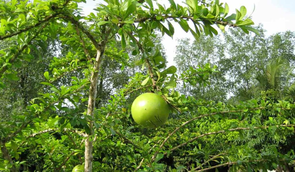 Cabaça, cuieté ou coité: um fruto que além de medicinal, tem várias ...