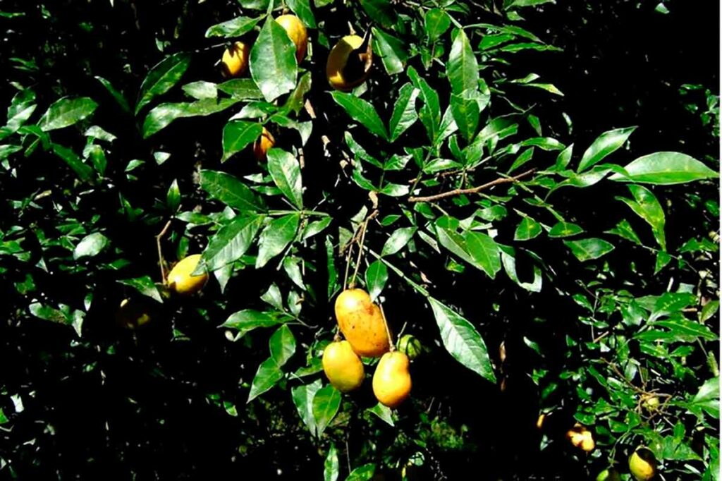 10 Benefícios do Baru: um Excelente Aliado para Nossa Saúde - greenMe