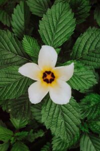 Chanana: essa flor não é mato. É medicinal, anticâncer, anti-HIV - greenMe