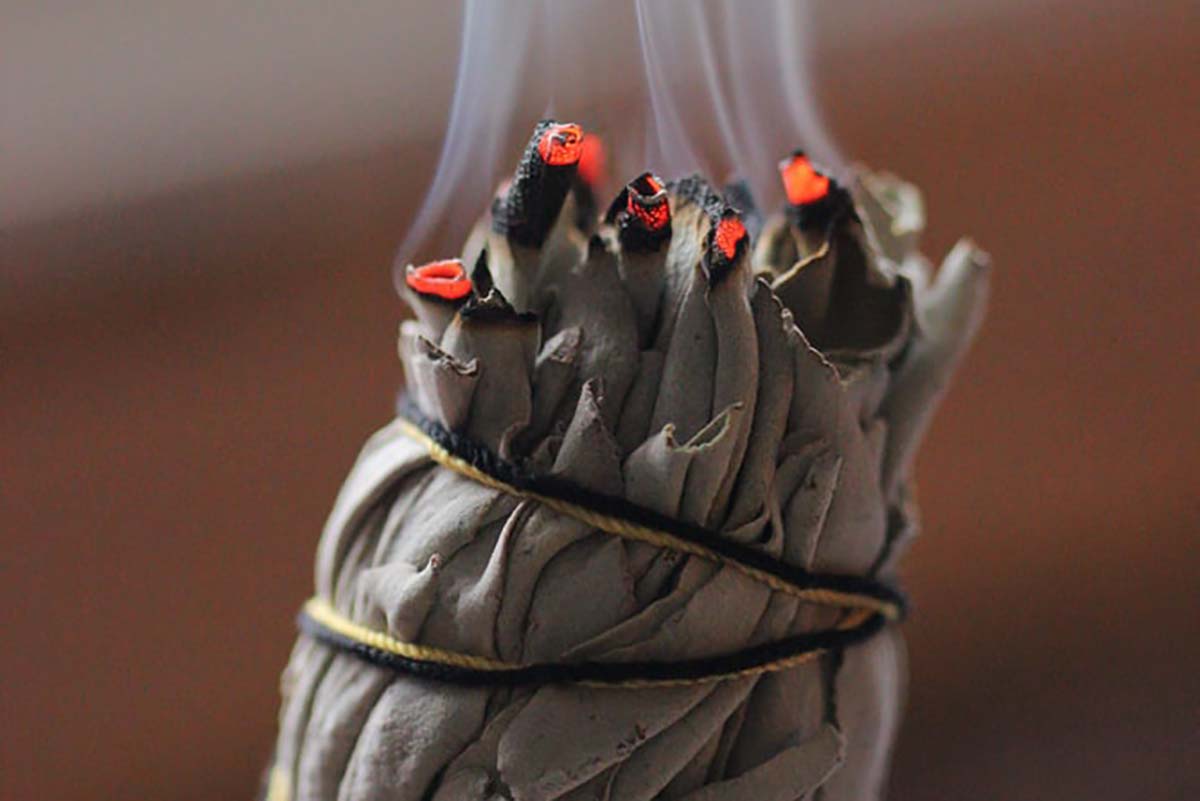 Sálvia branca: benefícios, usos medicinais e espirituais - greenMe