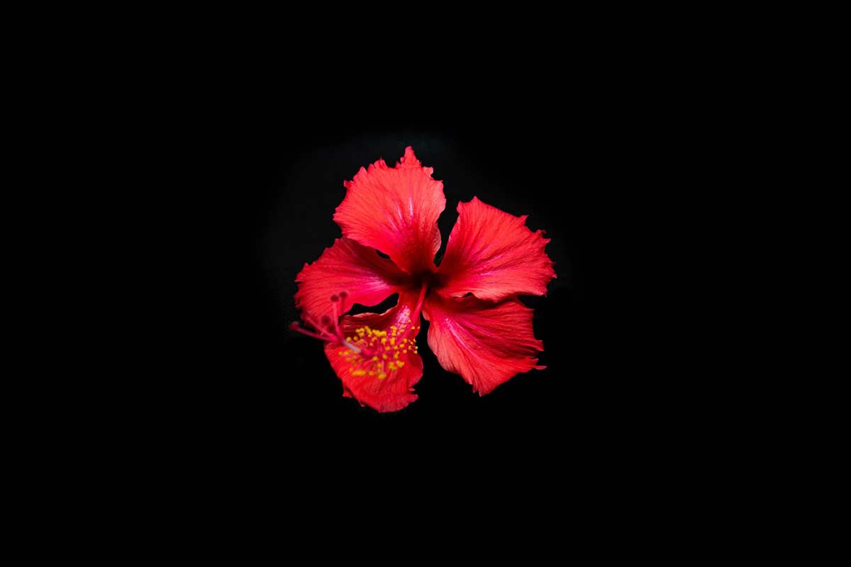 Hibisco: todos os significados da flor e outras curiosidades - greenMe