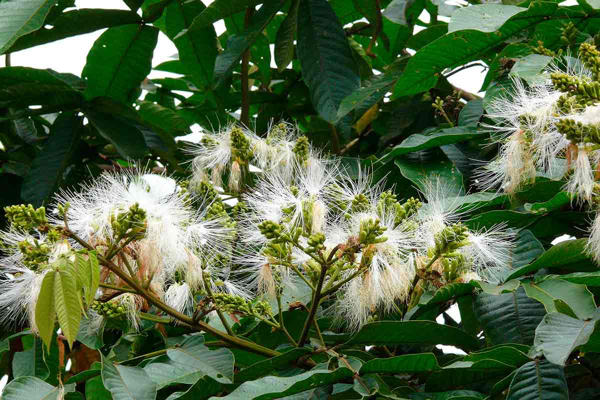 Ingá: uma fruta boa pra muita coisa. Descubra seus benefícios - greenMe
