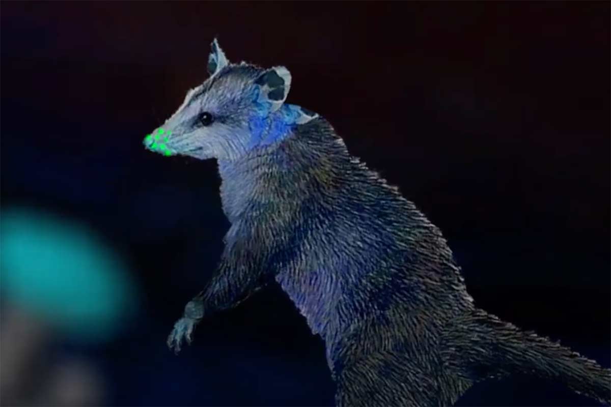 Inédito: gambá polinizador é flagrado por câmeras noturnas - greenMe