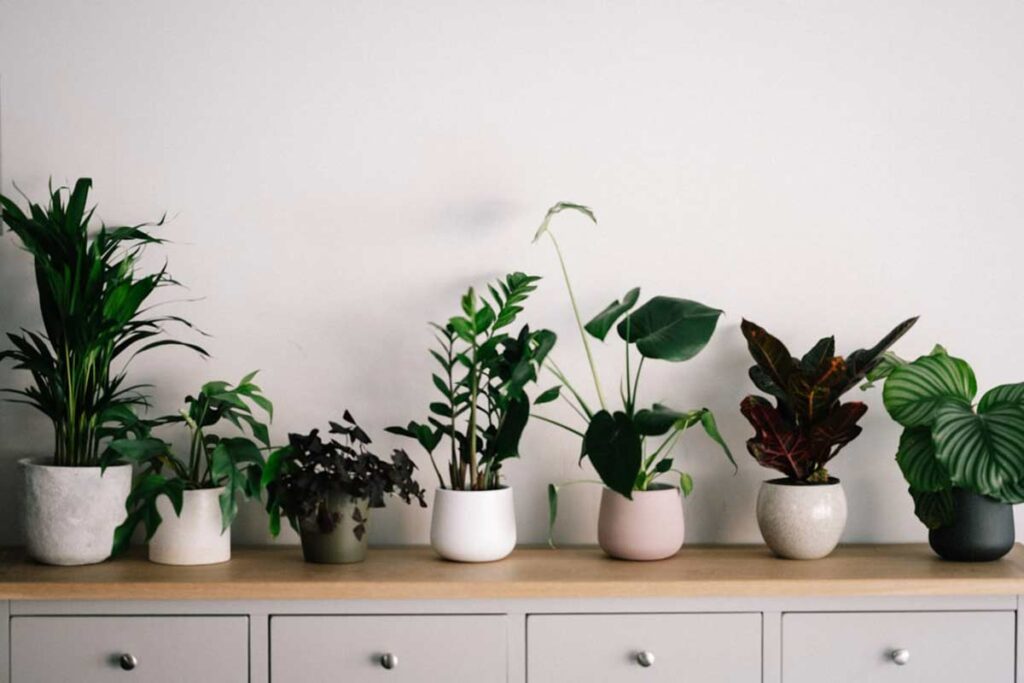 Taboa, uma planta comestível! Mas para que serve e quais são os ...