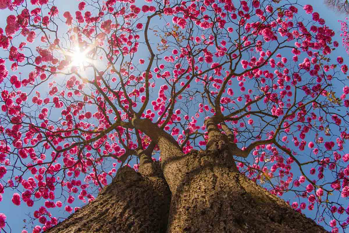 Ipê: árvore linda e medicinal. Veja benefícios e como plantar - greenMe