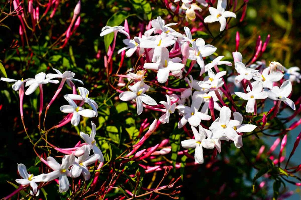 Como cultivar jasmim? Veja aqui o passo a passo - greenMe
