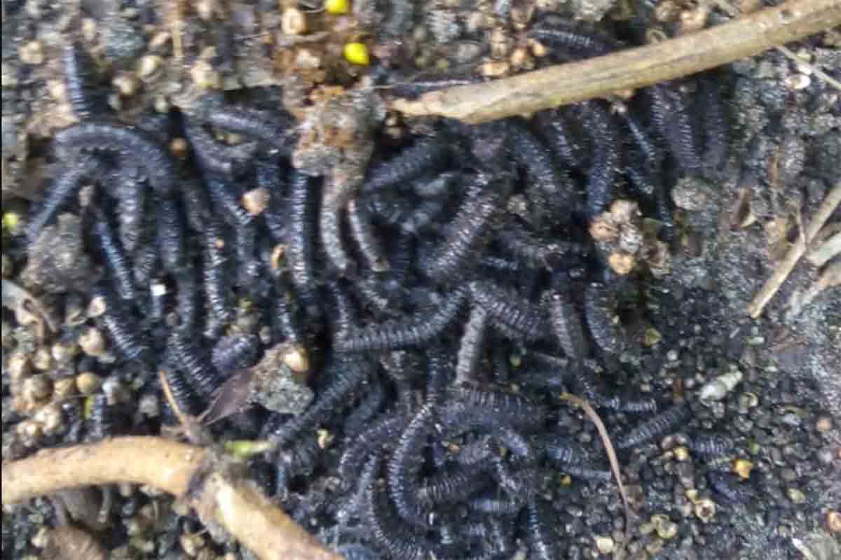 Bichos pretos aglomerados caminhando uns sobre os outros: o que é isso ...