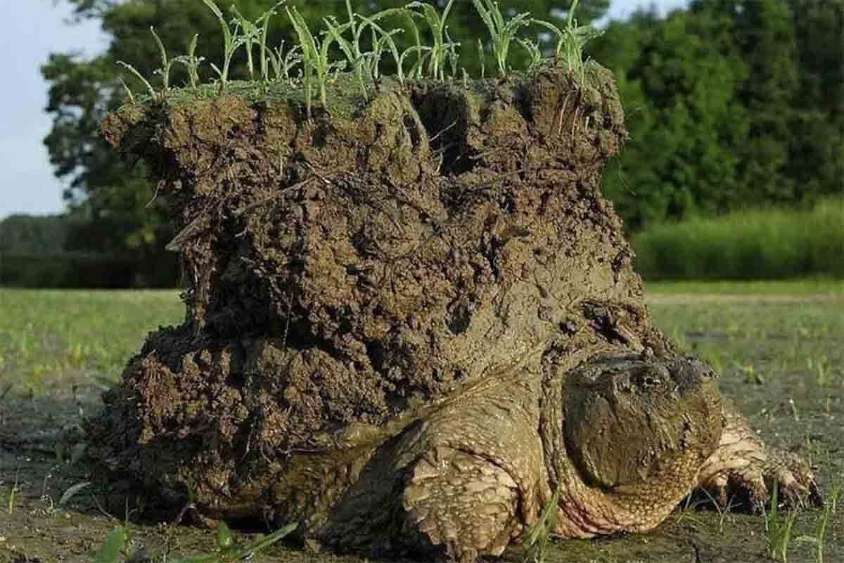 O cágado que virou árvore. Como isso aconteceu? - greenMe