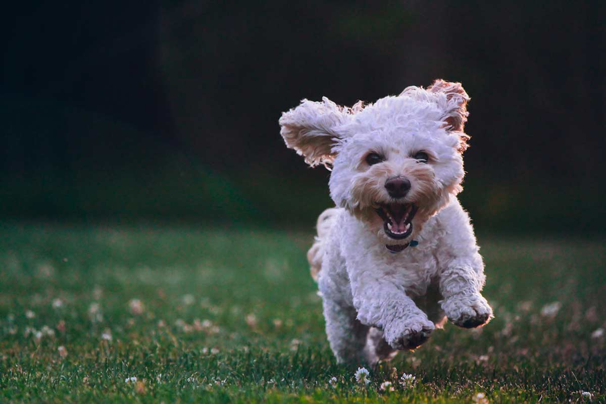 Por que os cães abanam o rabo? Uma pesquisa tenta revelar - greenMe