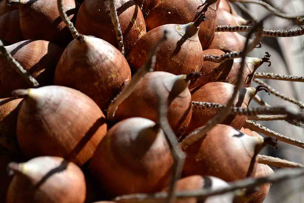 Do Babaçu tudo se aproveita. Conheça usos e benefícios - greenMe