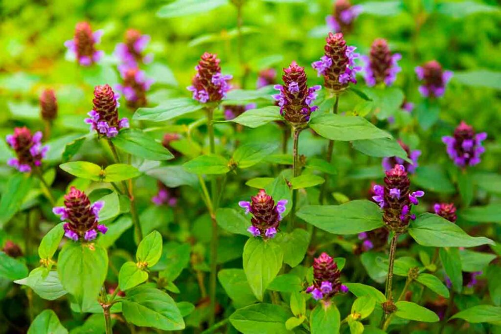 Prunella vulgaris: uma planta de linda flor que CURA TUDO - greenMe