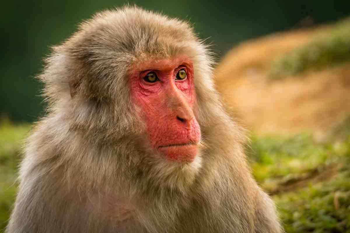 Fêmea se torna líder de 677 macacos depois de derrubar macho alfa - greenMe