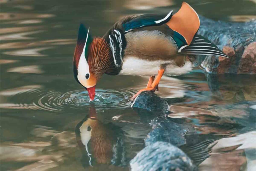 Fêmea se torna líder de 677 macacos depois de derrubar macho alfa - greenMe