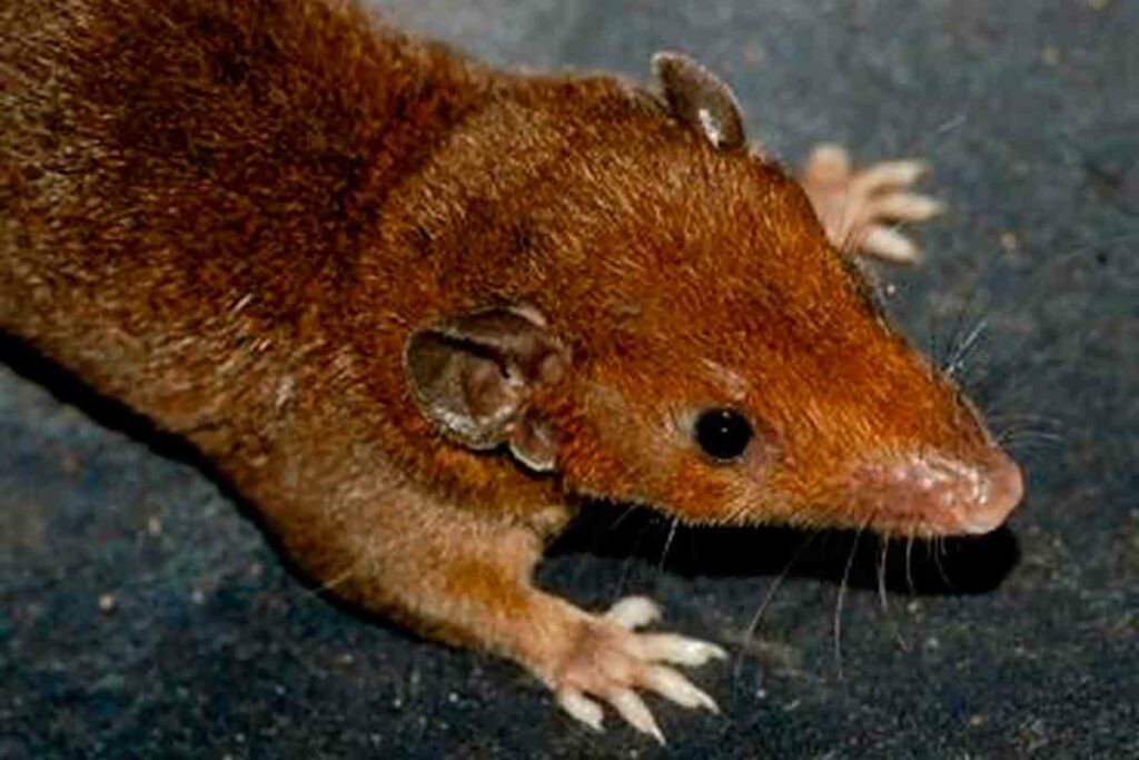 Clima de Dia das Bruxas: conheça a lenda amazônica da Matinta Pereira ...