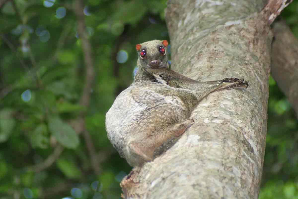 Colugo: mamífero planador primo de macacos e humanos - greenMe