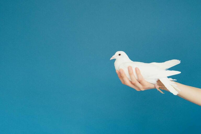 O significado espiritual da pomba como totem e animal de poder - greenMe