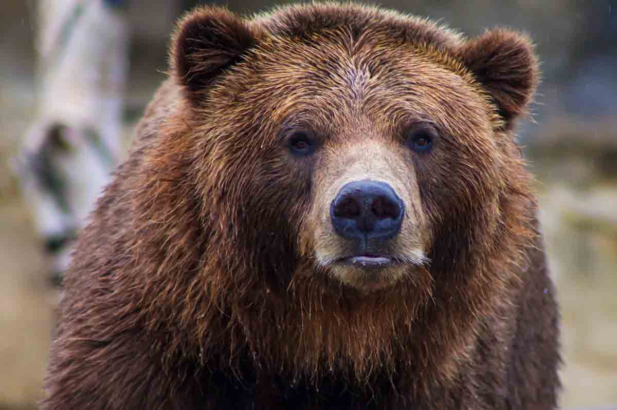 Urso Glaciar