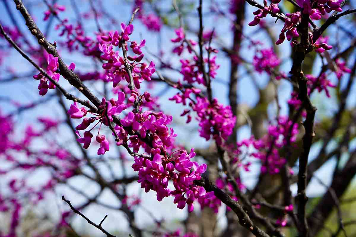 Olaia (Cercis siliquastrum): a árvore do amor e da renovação - greenMe