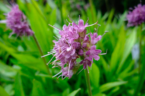 Nardo: planta espiritual por excelência. Veja os benefícios - greenMe