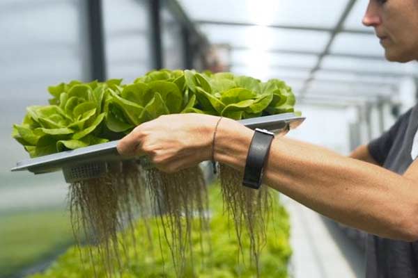 Aeroponia: a nova tendência no cultivo de alimentos - greenMe