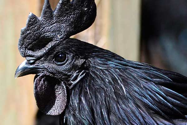 Ayam Cemani: galinha preta, gótica, sagrada e com poder mágico - greenMe