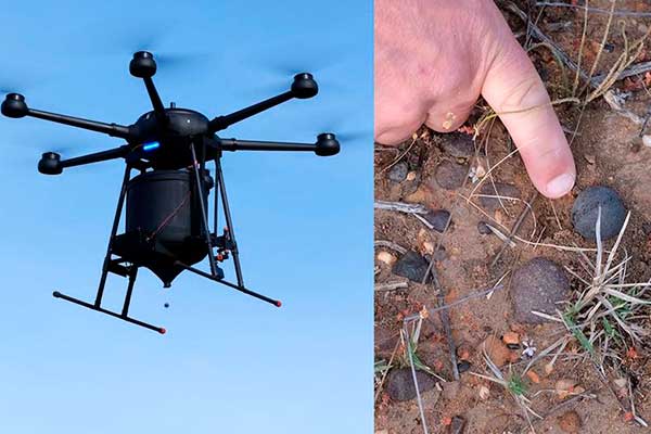 Plantando 40.000 árvores por dia, este drone combate o desmatamento e ...