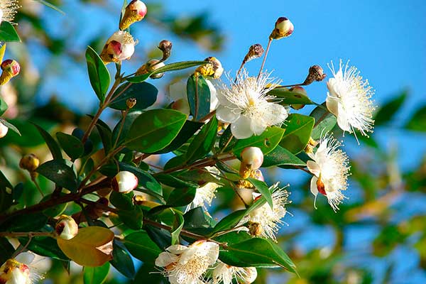 Murta-comum: todos os usos, simbologia e como plantar - greenMe