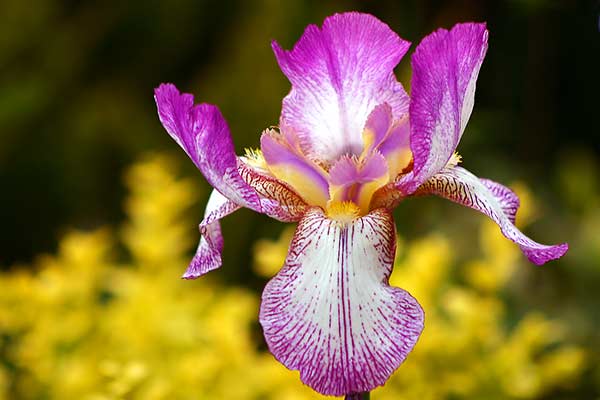 Flor Íris: significado, simbolismo e curiosidades - greenMe