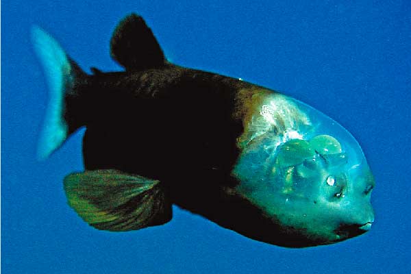 Peixe olho-de-barril: incrível e rara espécie de peixe com cabeça ...