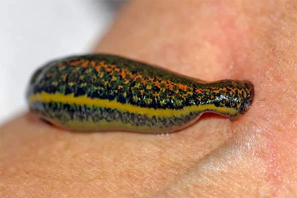 sanguessuga Arquivos - greenMe