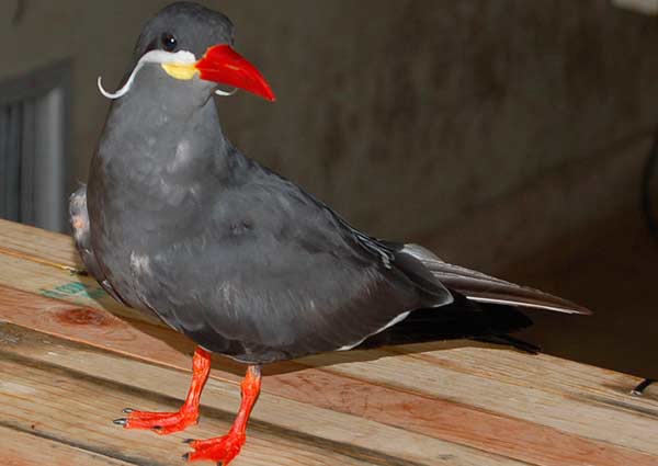 Sterna inca (Larosterna inca), a curiosa ave com bigode - greenMe