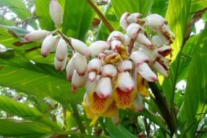 Planta Colônia: para que serve, usos medicinais e espirituais - greenMe