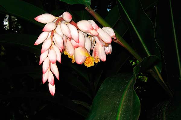 Planta Colônia: para que serve, usos medicinais e espirituais - greenMe