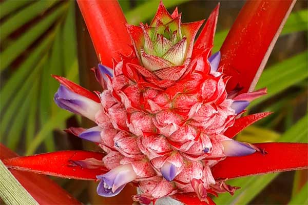 Curauá: o mini-abacaxi ornamental pra você ter em casa! - greenMe