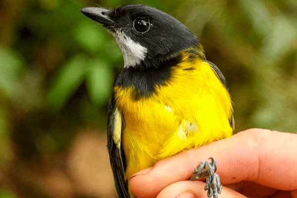 Cientistas descobrem que duas espécies de pássaros são venenosas - greenMe