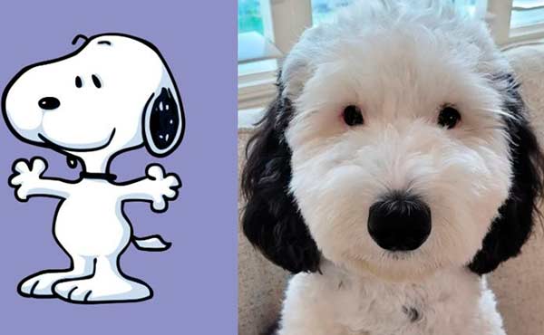 "Cara de um, focinho do outro": Bayley, a sósia do Snoopy - greenMe