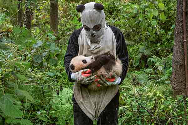 Vestir-se de panda para cuidar de pandas: o trabalho dos sonhos - greenMe