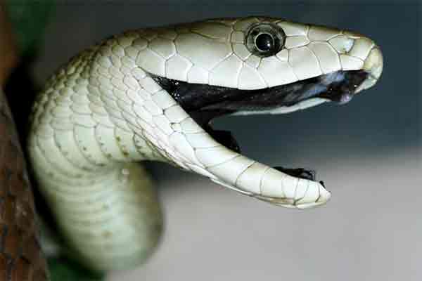 Mamba-Negra: A Cobra Mais Temida e Poderosa - greenMe