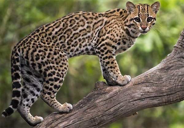 Conheça o Gato-Maracajá com sua Destreza e Elegância Selvagem - greenMe