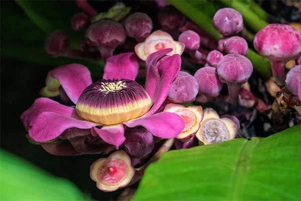 Gustávia (Gustavia longifolia): Como Cultivar Essa Planta Exuberante ...